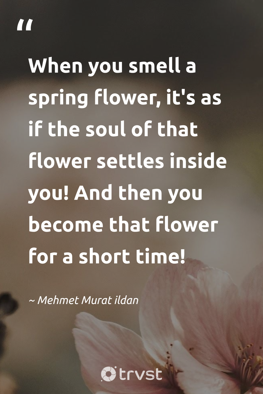 124 Flower Quotes and Sayings From Bud to Blossom (2024)