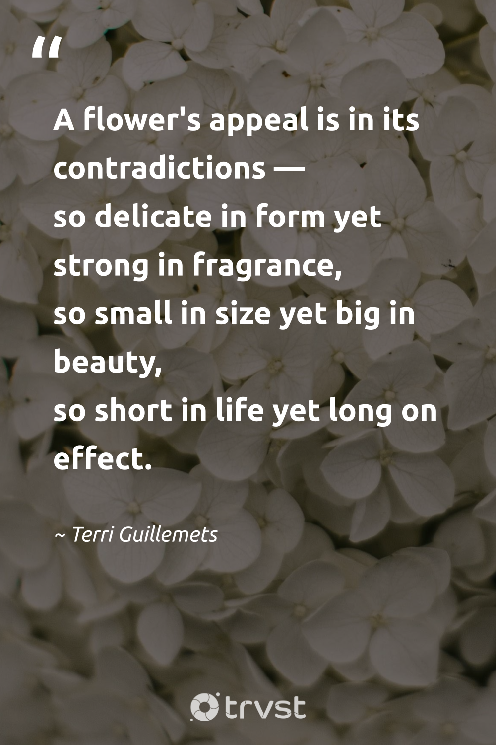 124 Flower Quotes and Sayings From Bud to Blossom (2025)