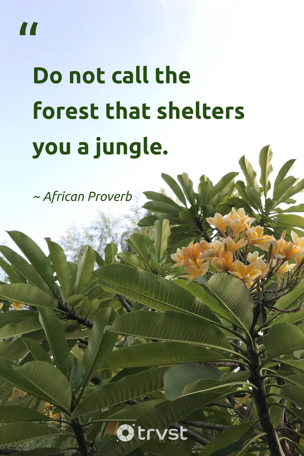 42 Jungle Quotes Inspiring Conservation And Adventure (2025)