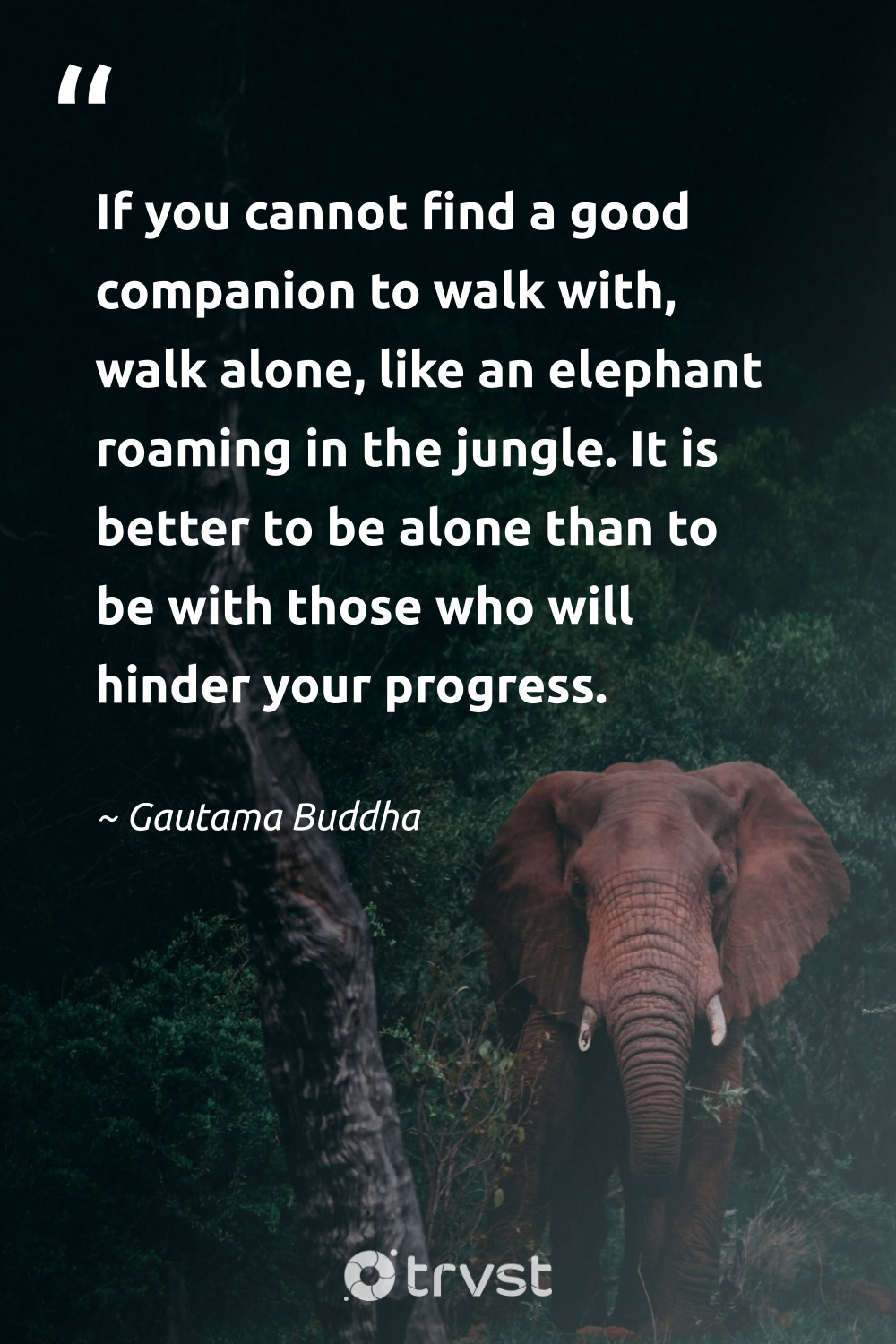 42 Jungle Quotes Inspiring Conservation And Adventure (2025)