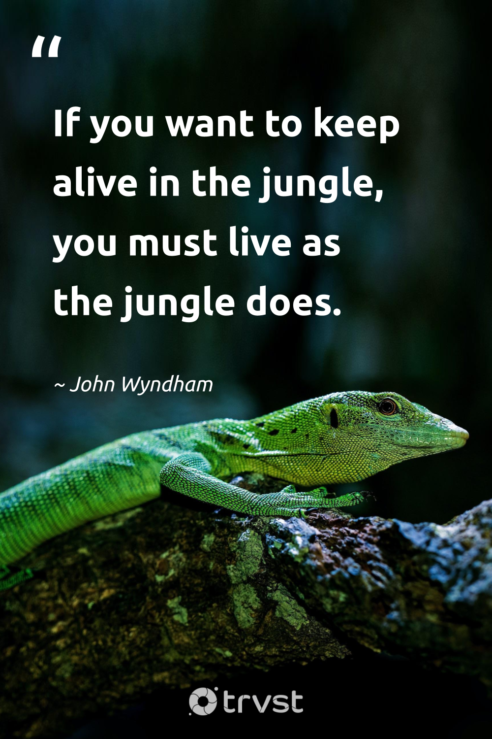 42 Jungle Quotes Inspiring Conservation And Adventure (2025)