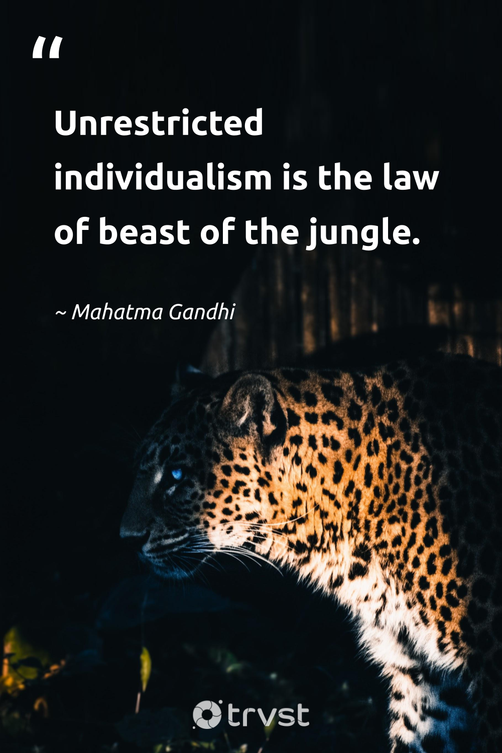 42 Jungle Quotes Inspiring Conservation And Adventure (2024)