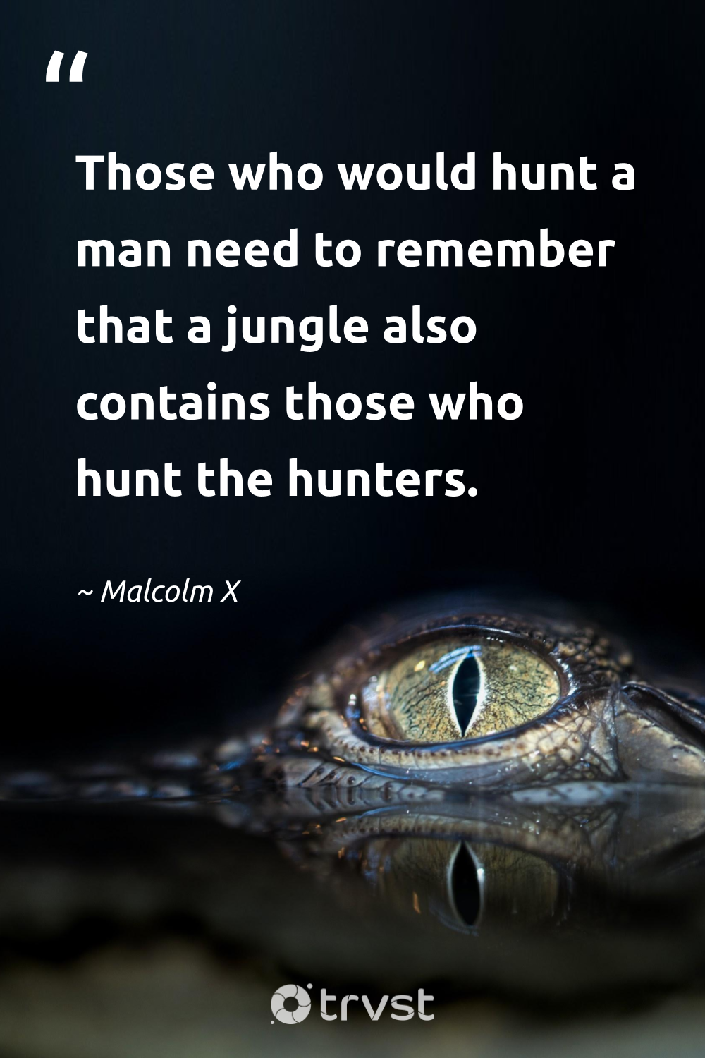 42 Jungle Quotes Inspiring Conservation And Adventure (2025)