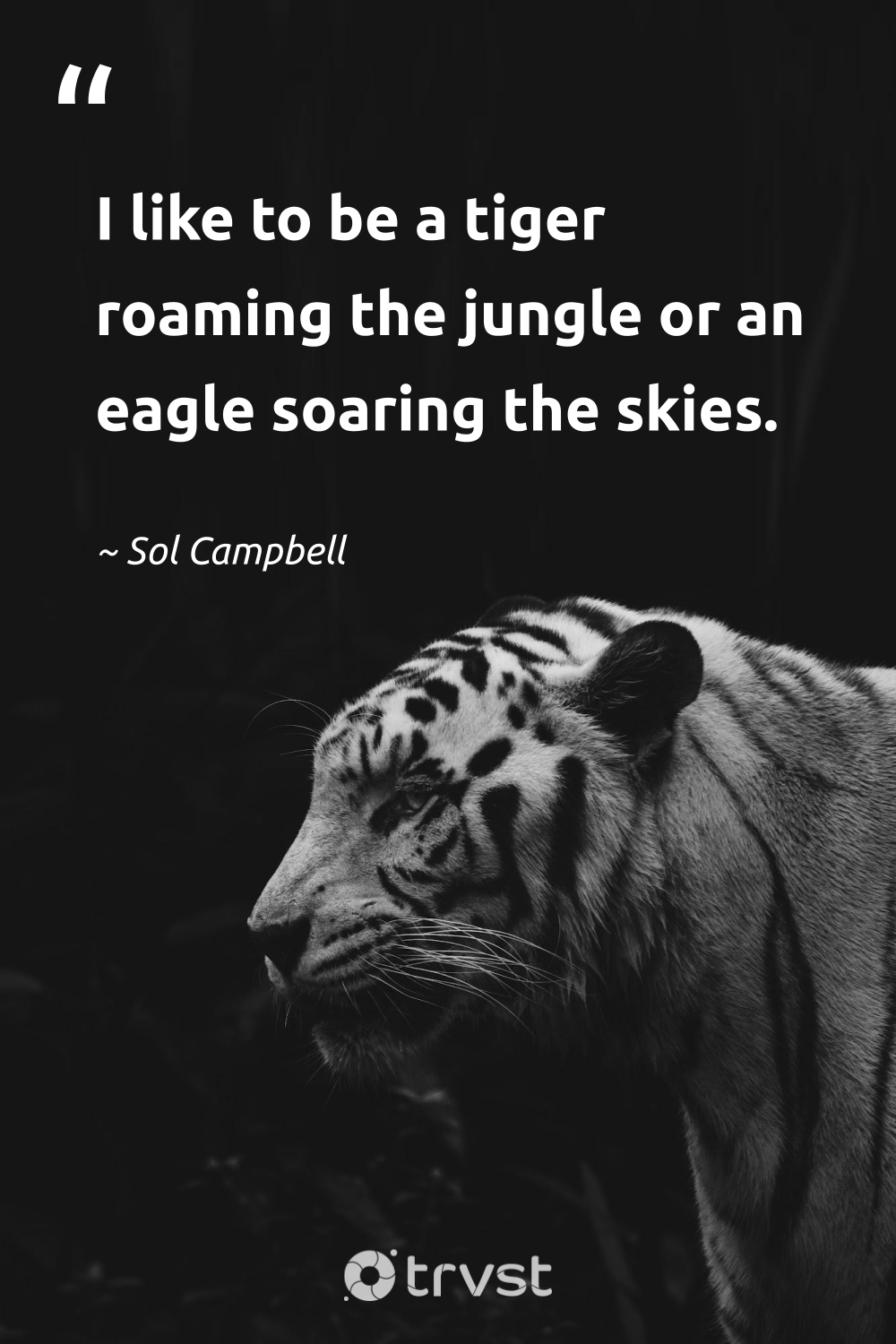 42 Jungle Quotes Inspiring Conservation And Adventure (2025)