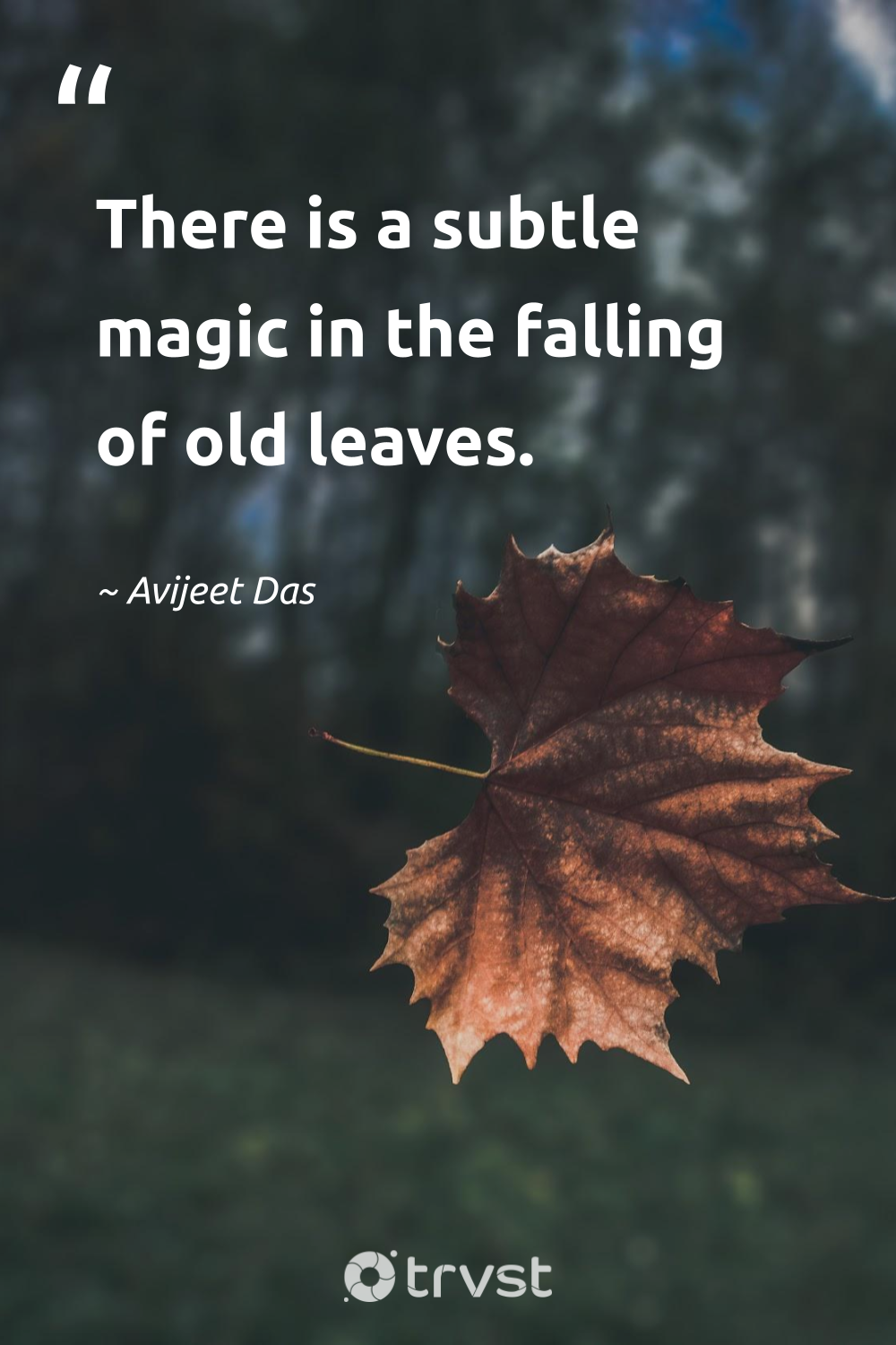 35 Inspiring Leaf Quotes to Get You Through The Seasons