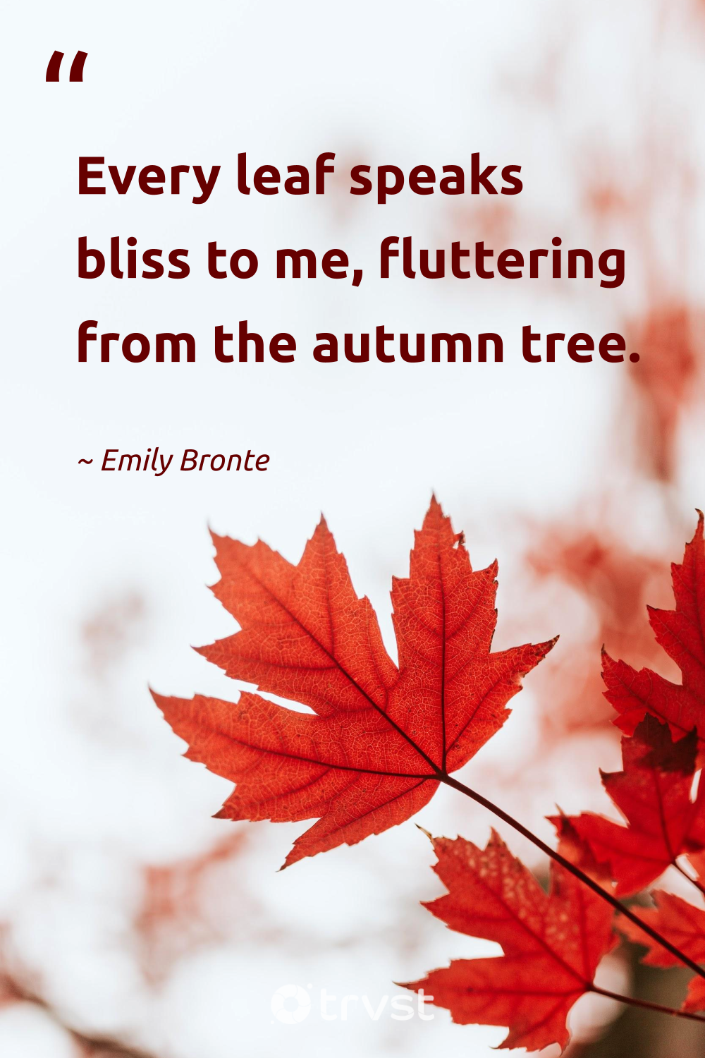 35 Inspiring Leaf Quotes to Get You Through The Seasons