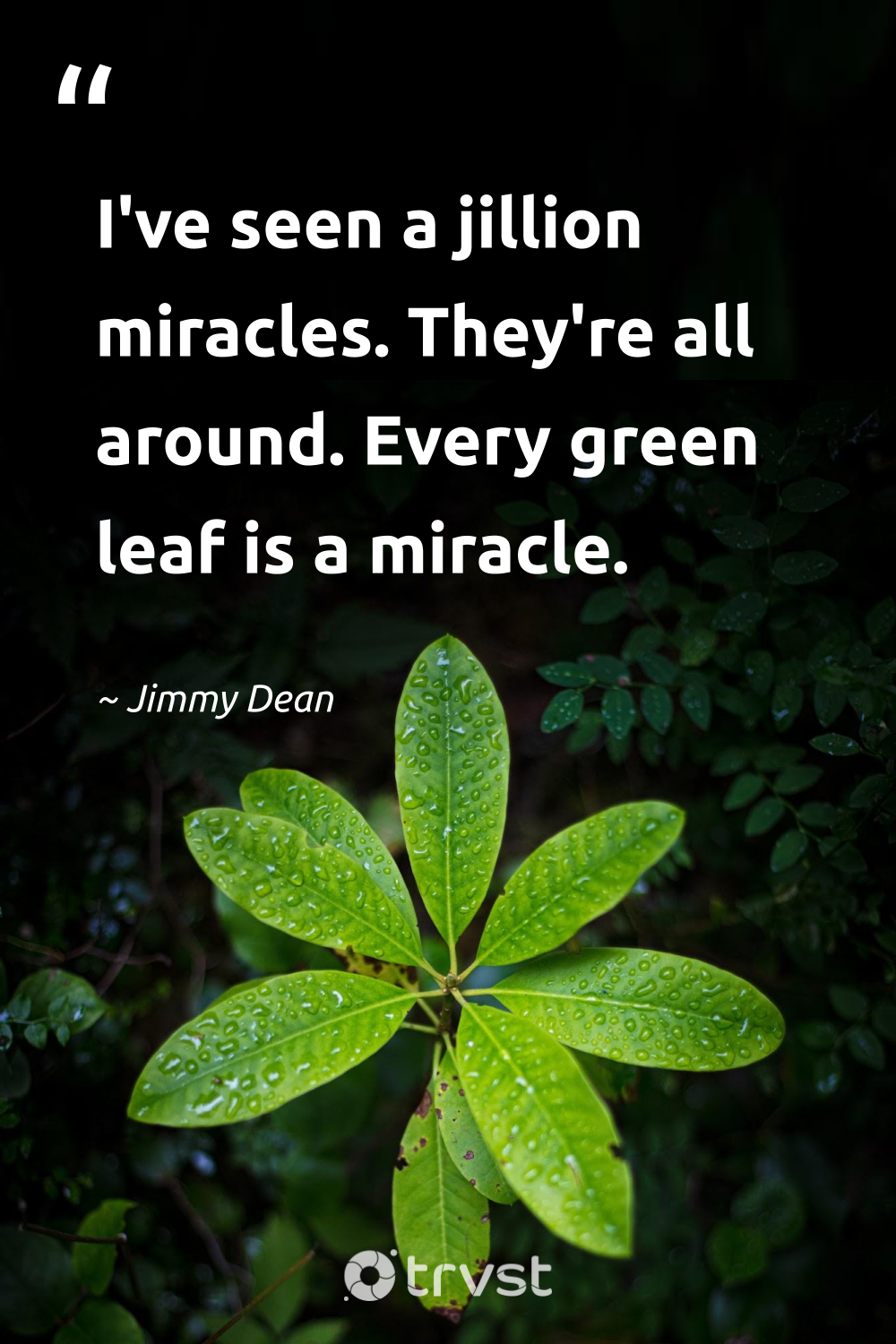 35 Inspiring Leaf Quotes to Get You Through The Seasons