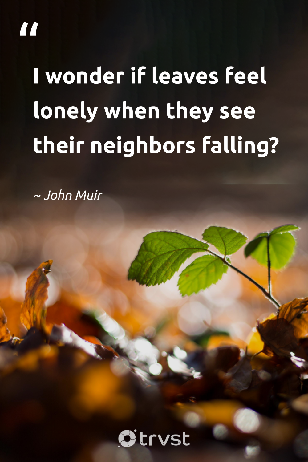 35 Inspiring Leaf Quotes to Get You Through The Seasons