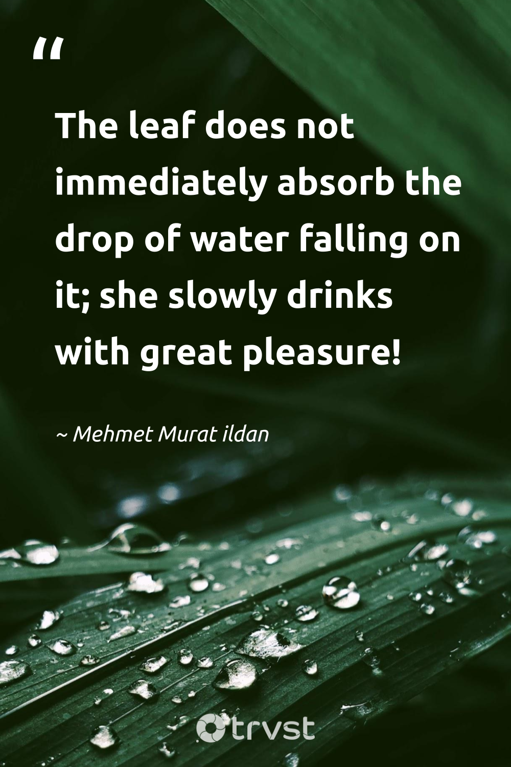 35 Inspiring Leaf Quotes to Get You Through The Seasons