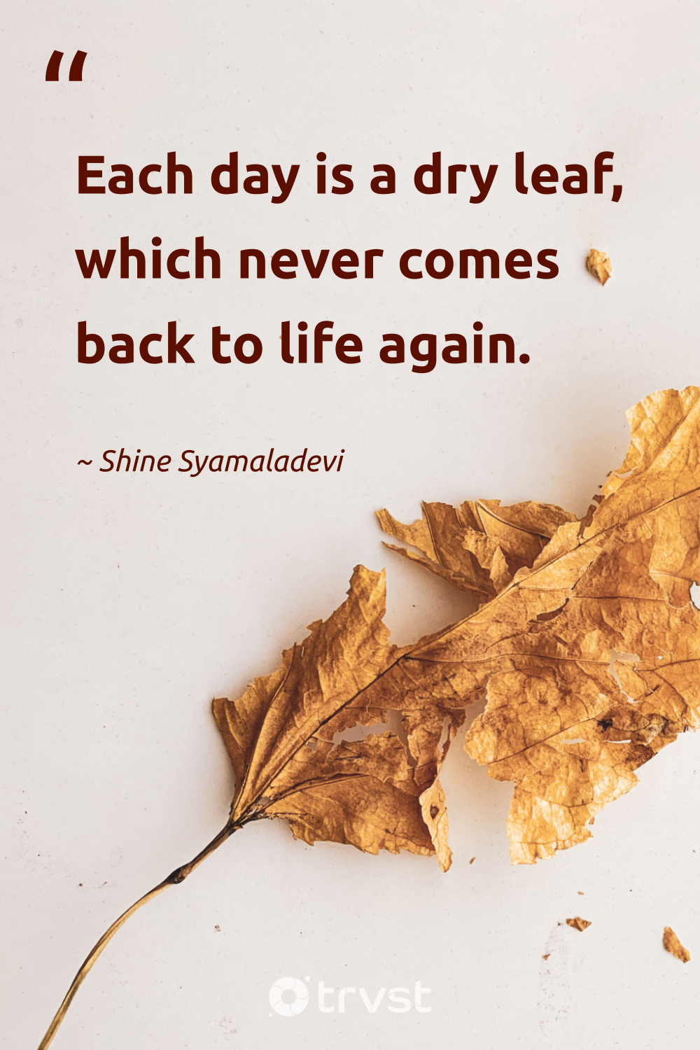 35 Inspiring Leaf Quotes to Get You Through The Seasons