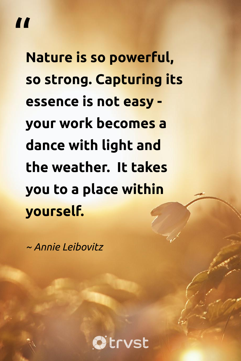 85 Light Quotes And Sayings To Brighten Your Day (2025)