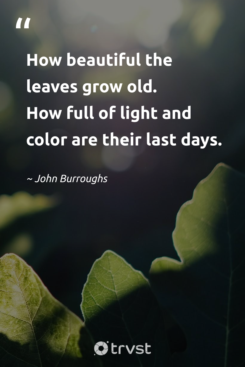 85 Light Quotes And Sayings To Brighten Your Day (2025)