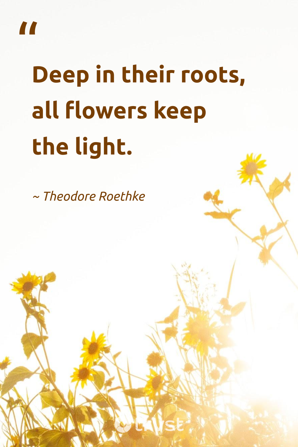 85 Light Quotes And Sayings To Brighten Your Day (2025)