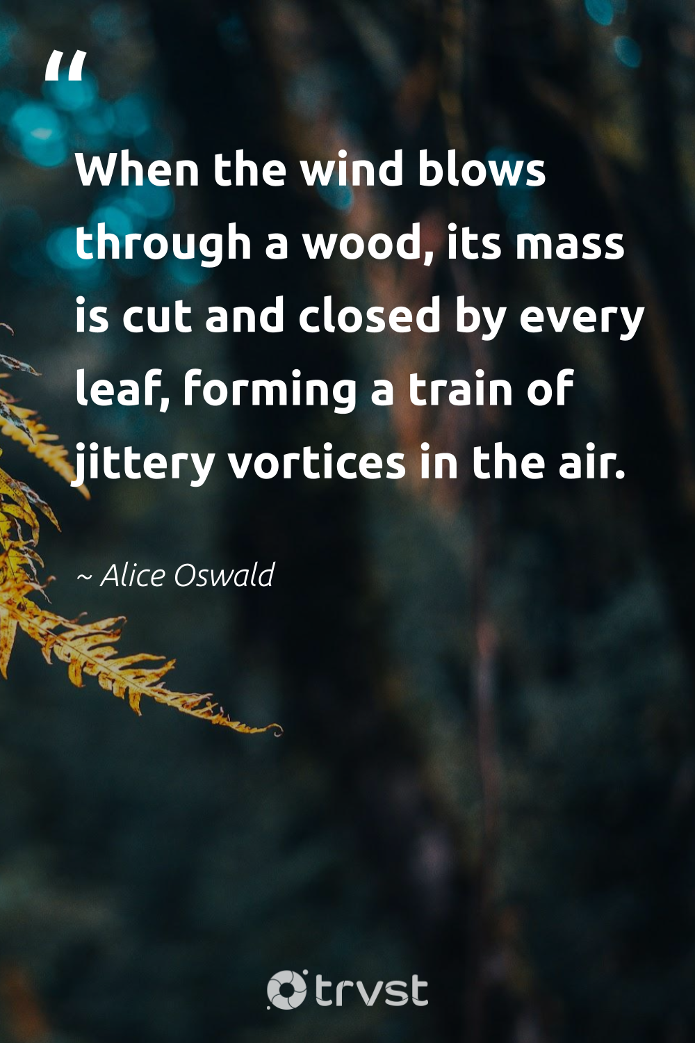 72 Wind Quotes About Brisk Days and Windy Moments (2025)