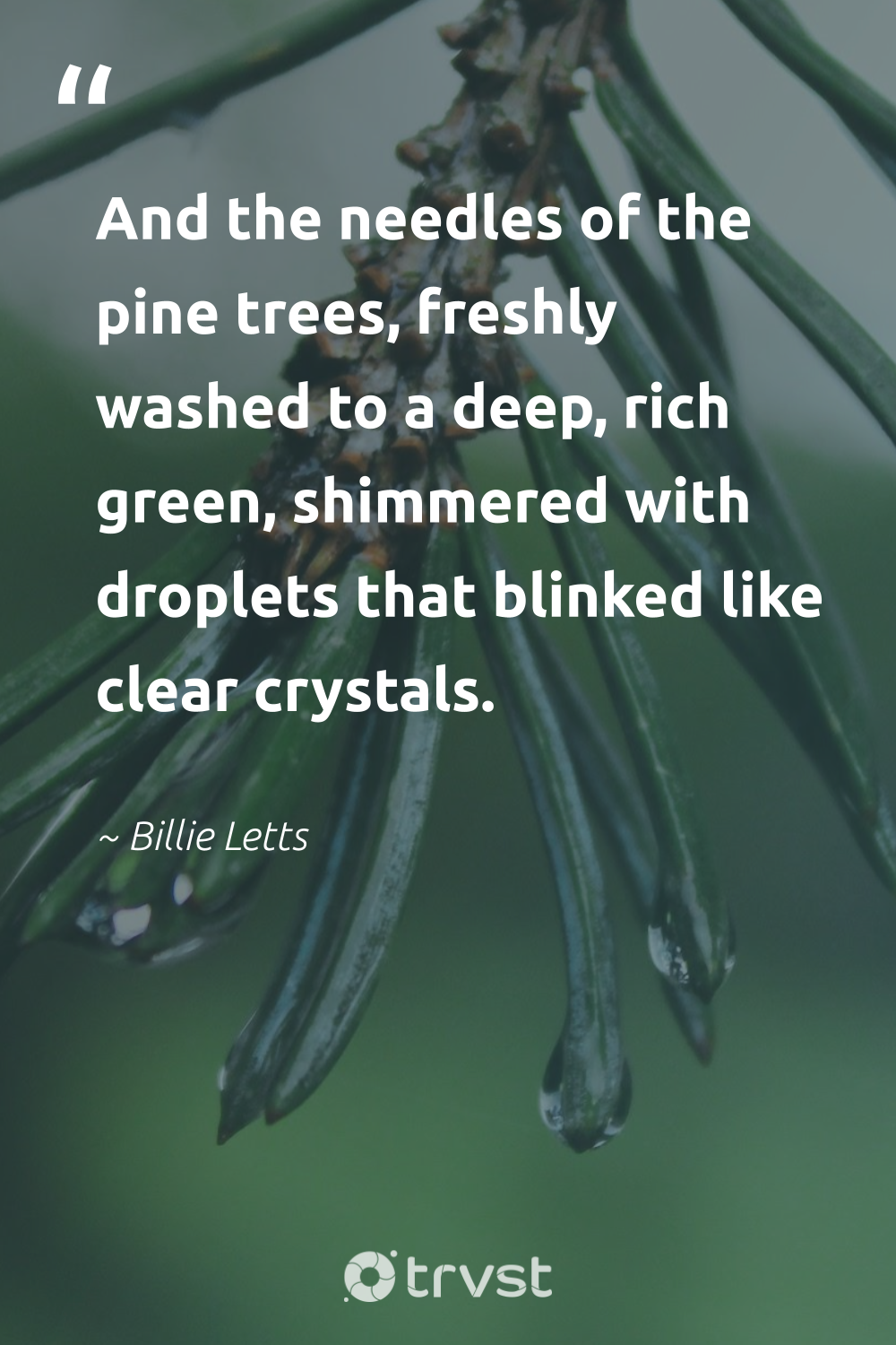 41 Pine Tree Quotes Inspiring Forest Walks Amongst the Trees