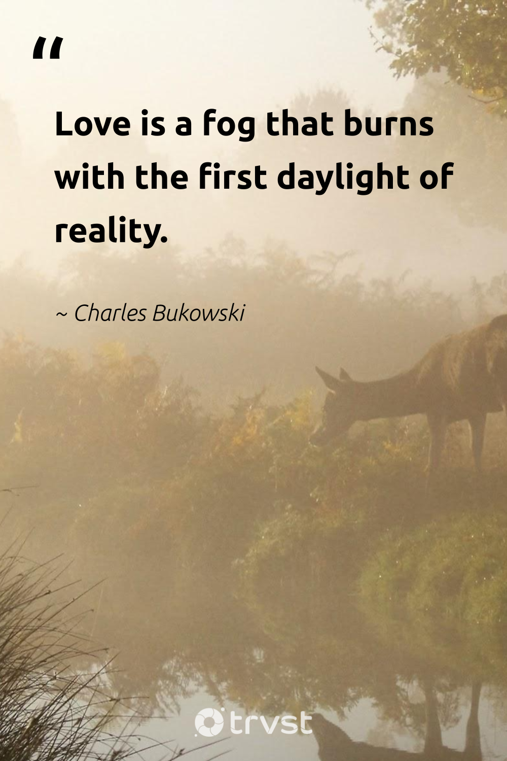 66 Fog Quotes for Those Quiet Misty Morning Reflections (2024)