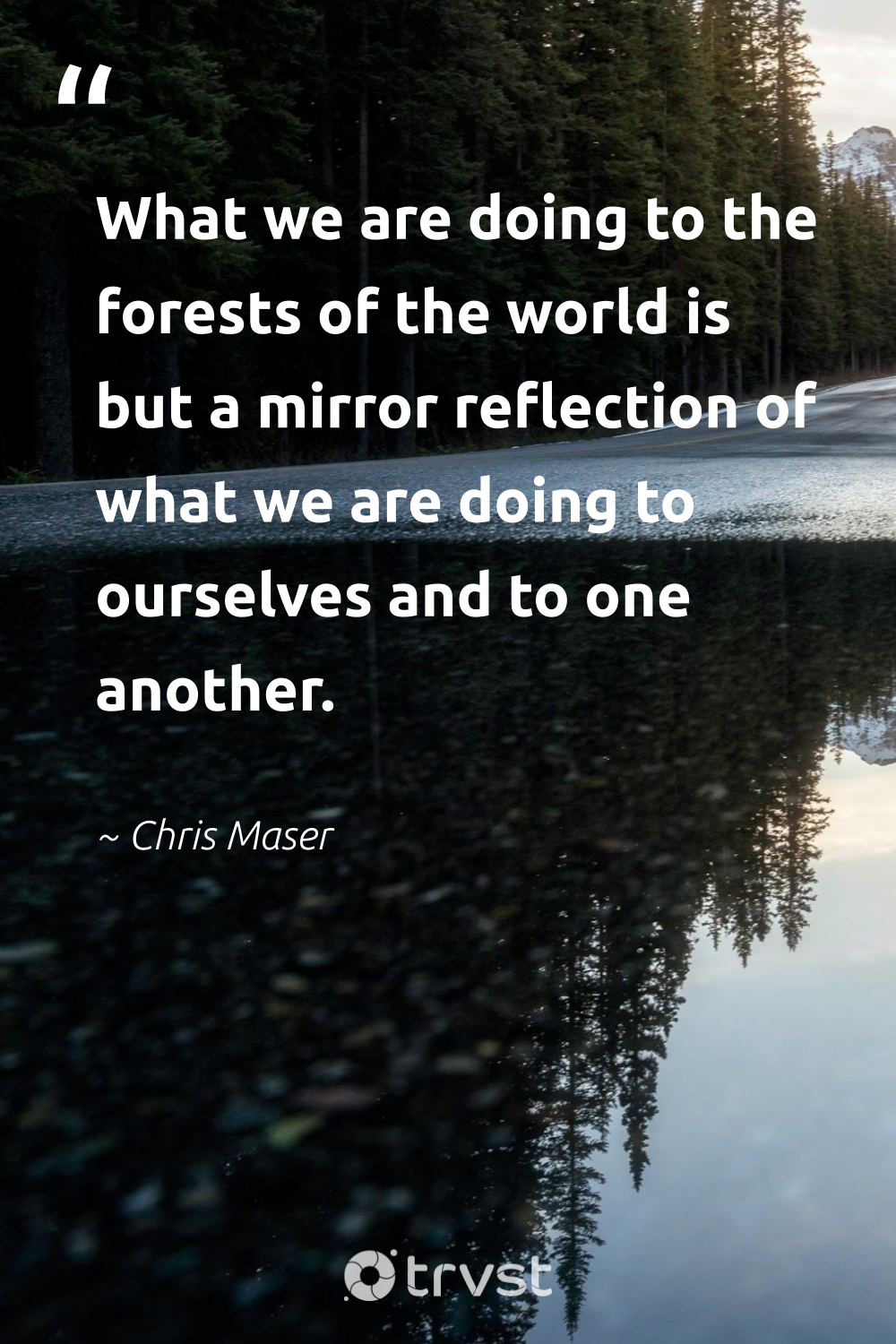 83 Forest Quotes For Outdoor Adventure and Conservation (2024)
