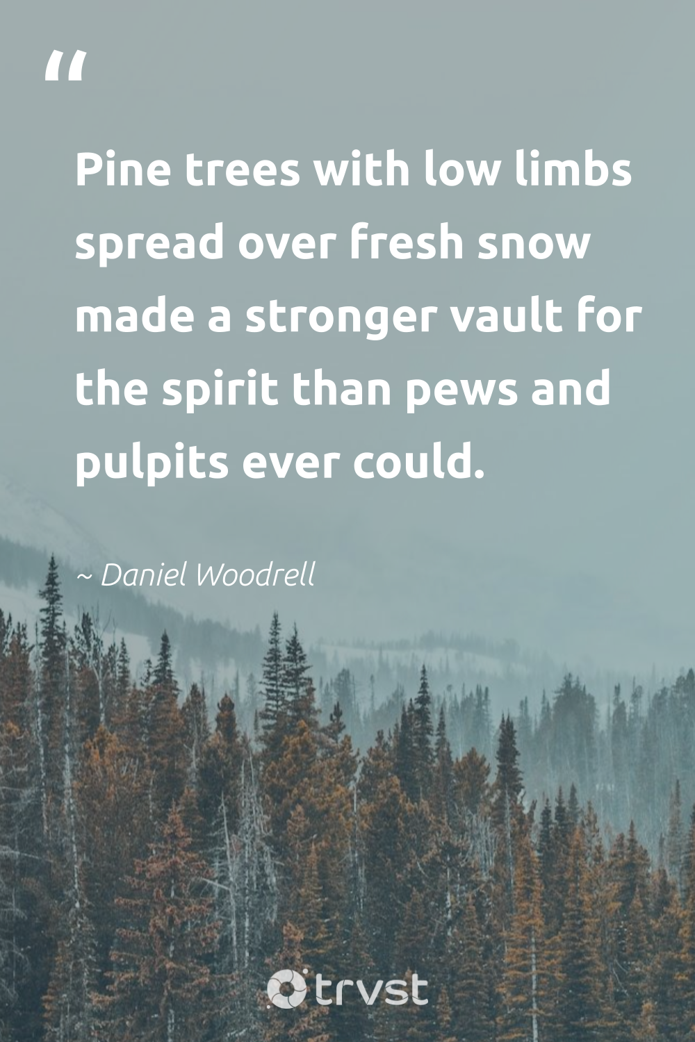 41 Pine Tree Quotes Inspiring Forest Walks Amongst the Trees