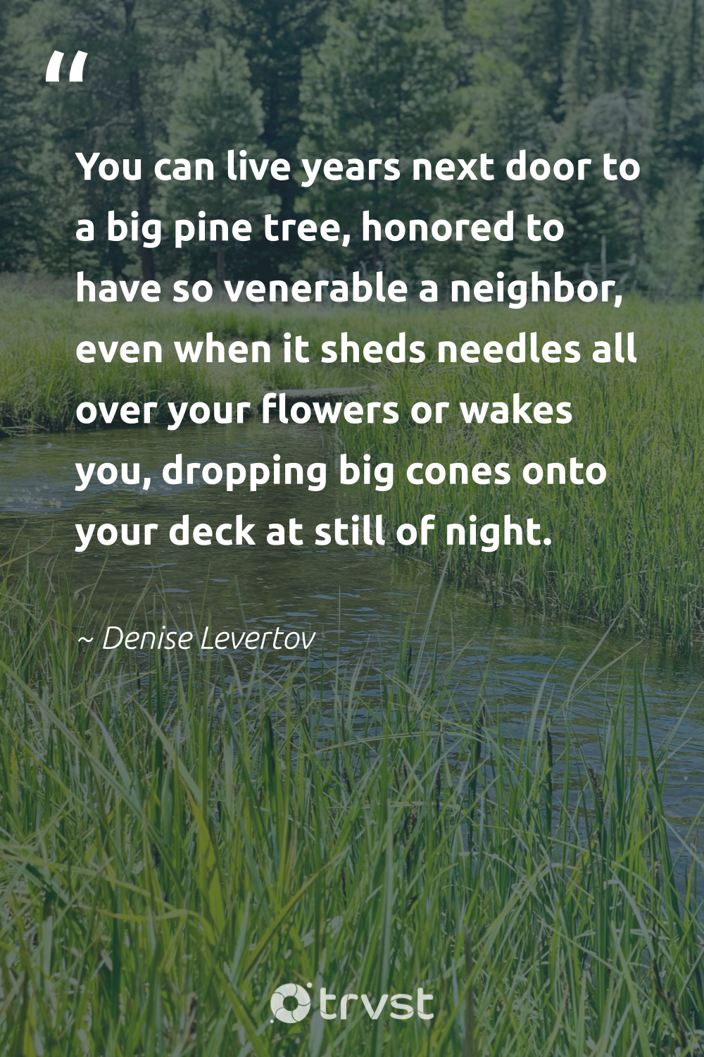 41 Pine Tree Quotes Inspiring Forest Walks Amongst the Trees