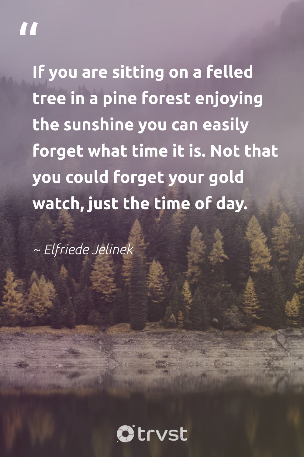 41 Pine Tree Quotes Inspiring Forest Walks Amongst the Trees
