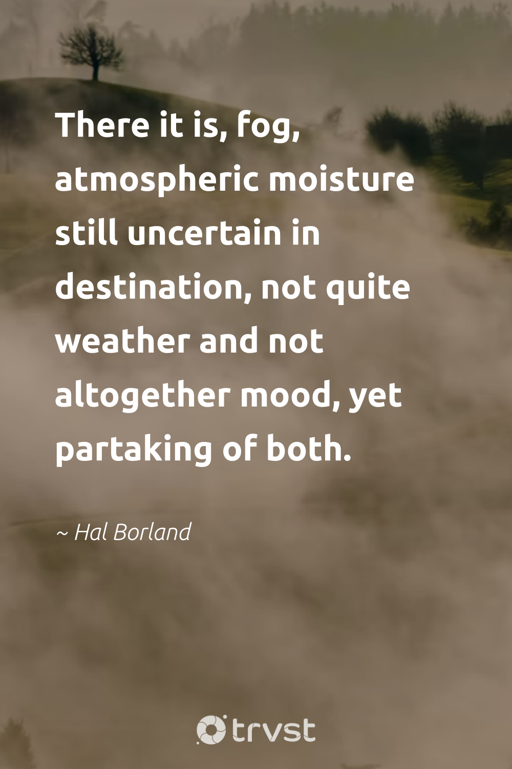 66 Fog Quotes for Those Quiet Misty Morning Reflections (2024)