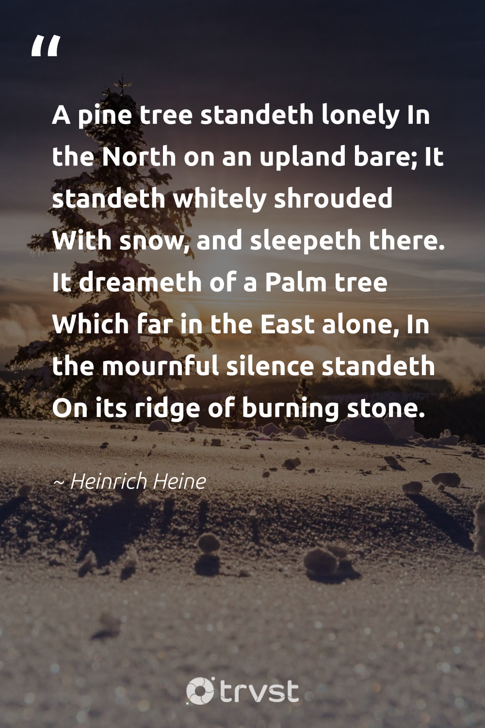 41 Pine Tree Quotes Inspiring Forest Walks Amongst the Trees