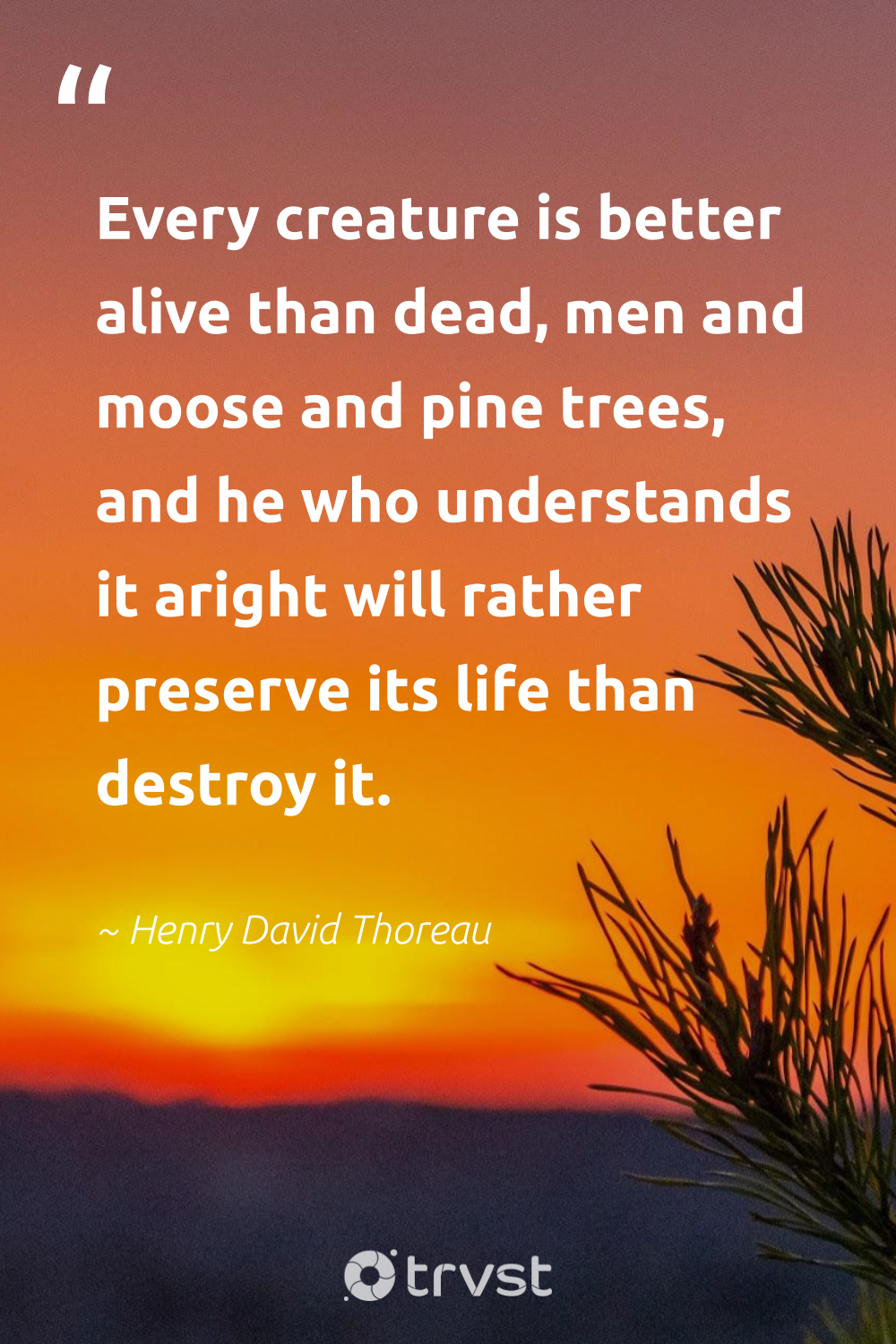 41 Pine Tree Quotes Inspiring Forest Walks Amongst the Trees