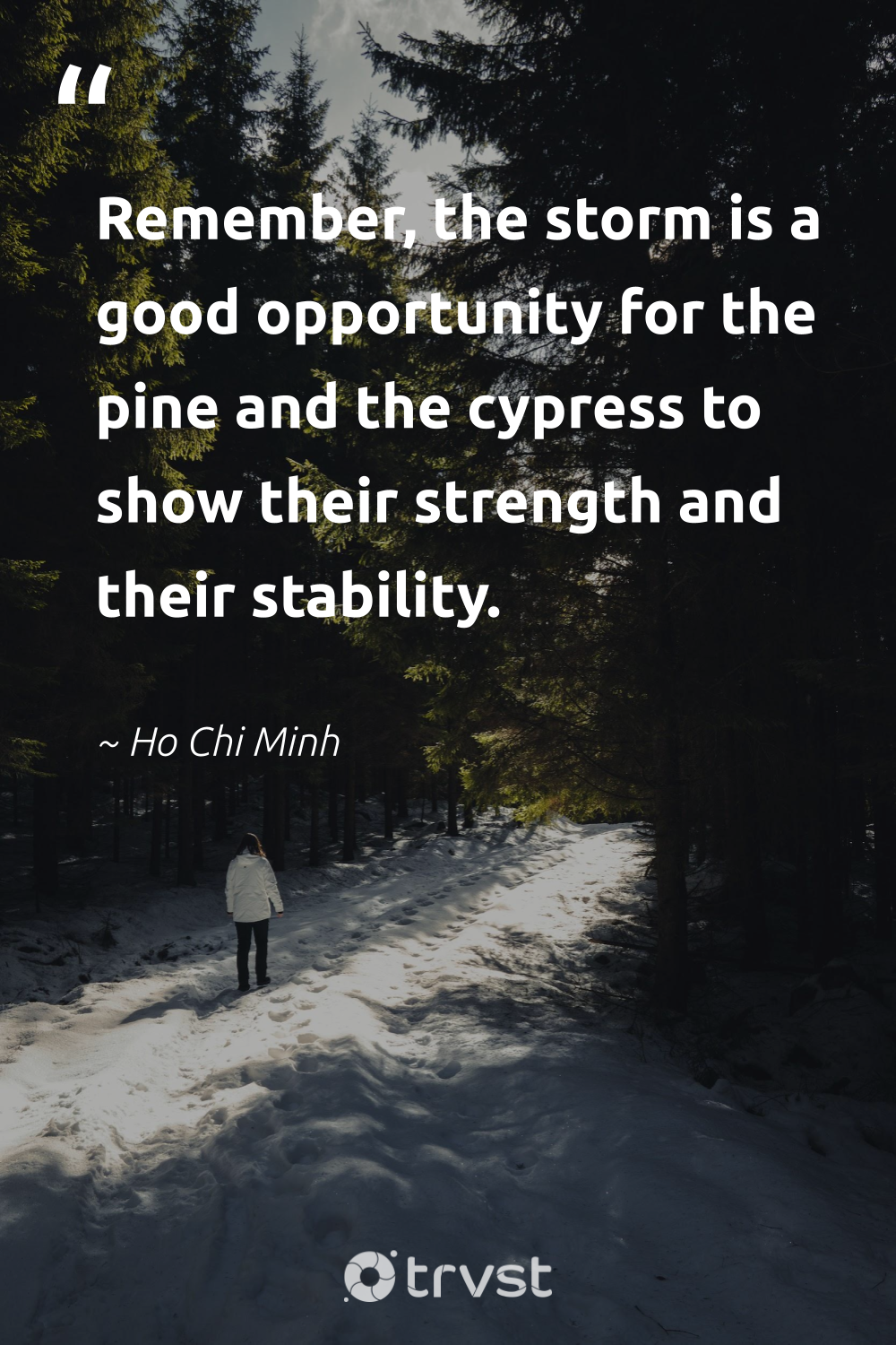 41 Pine Tree Quotes Inspiring Forest Walks Amongst the Trees
