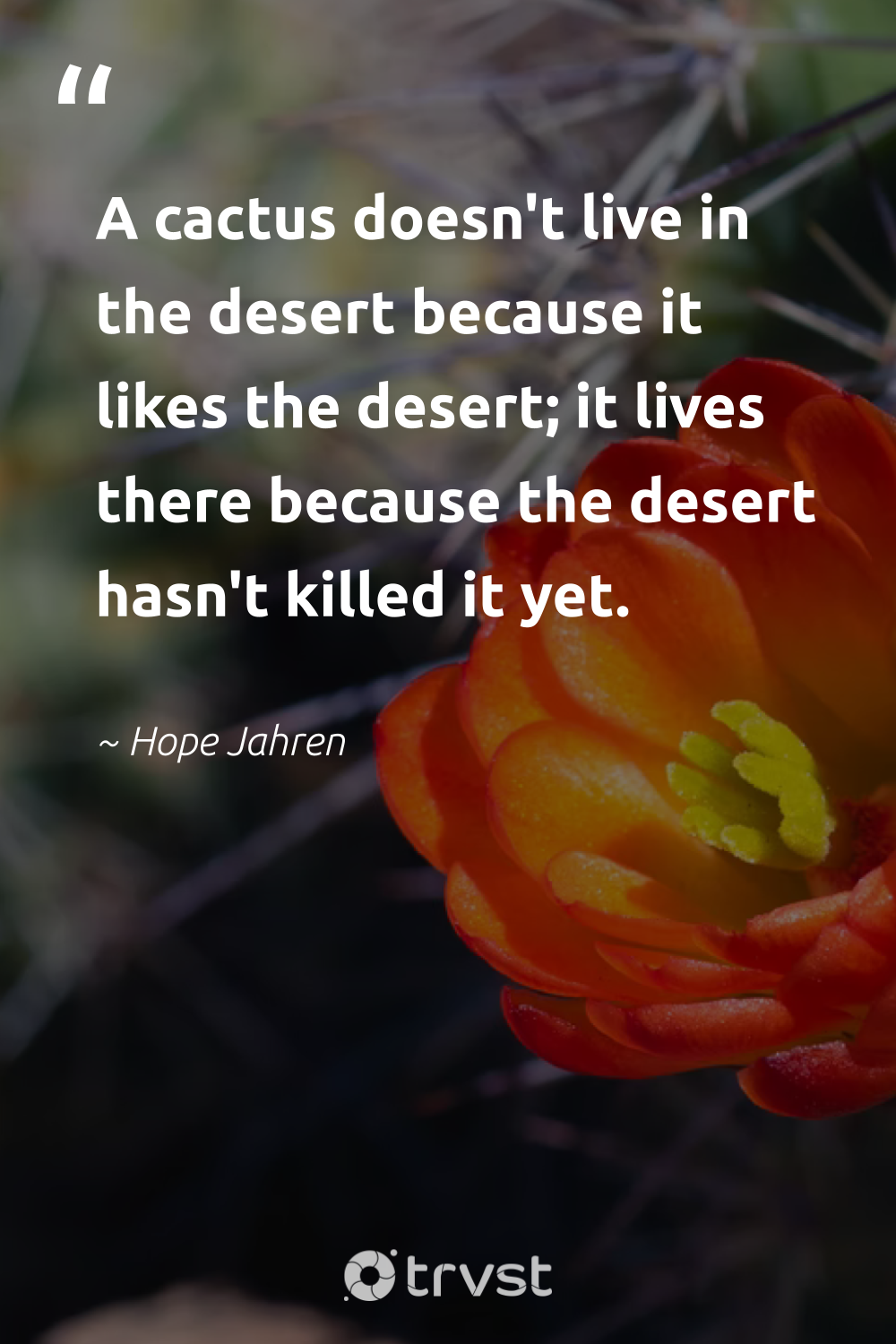 34 Cactus Quotes About Prickles and Resilience (2025)