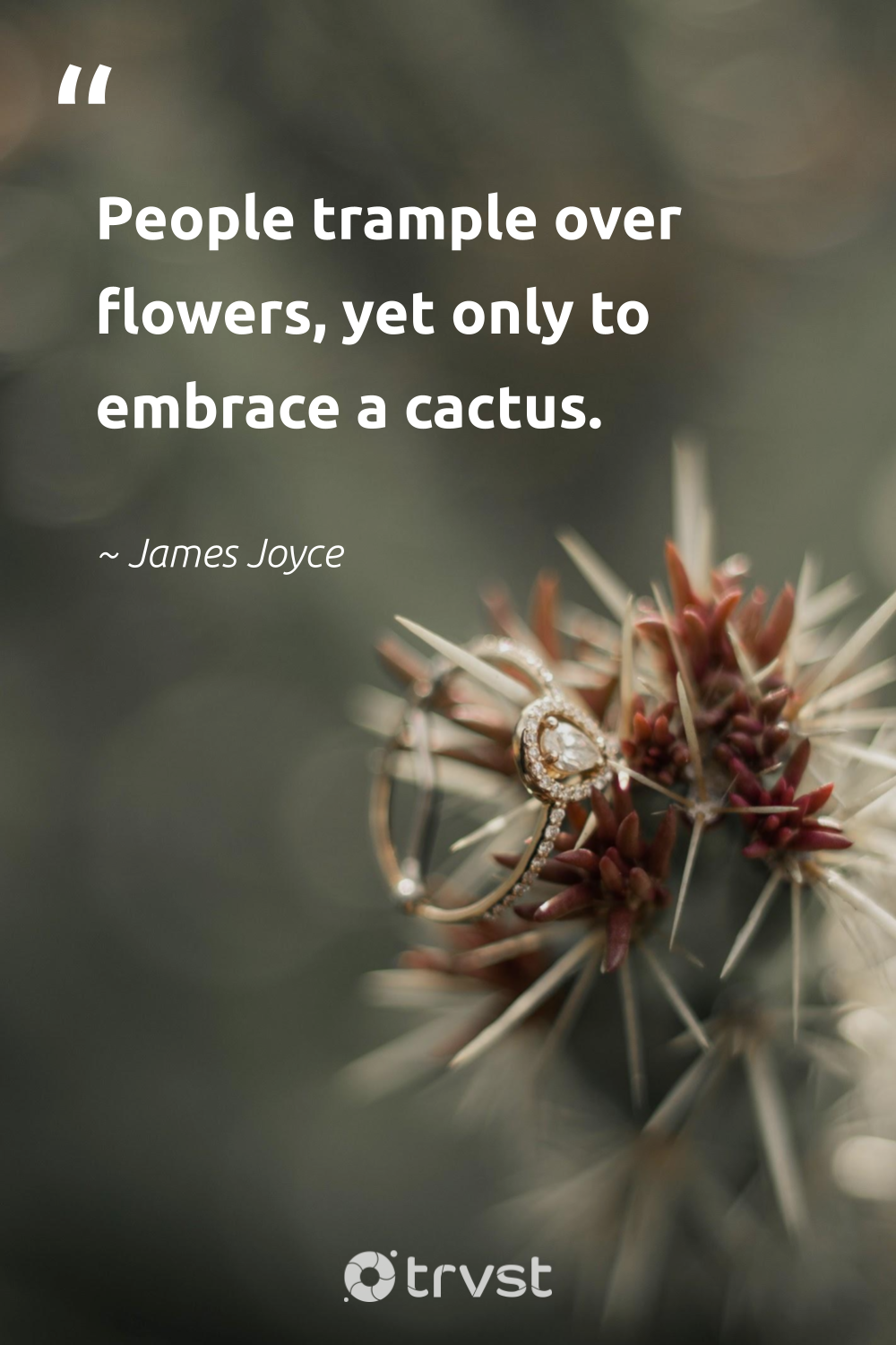 34 Cactus Quotes About Prickles and Resilience (2025)