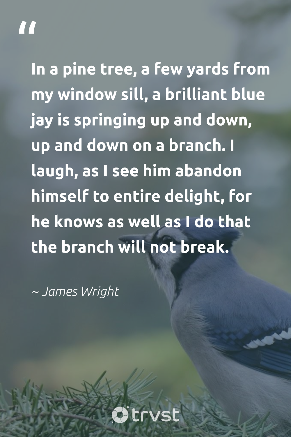 41 Pine Tree Quotes Inspiring Forest Walks Amongst the Trees