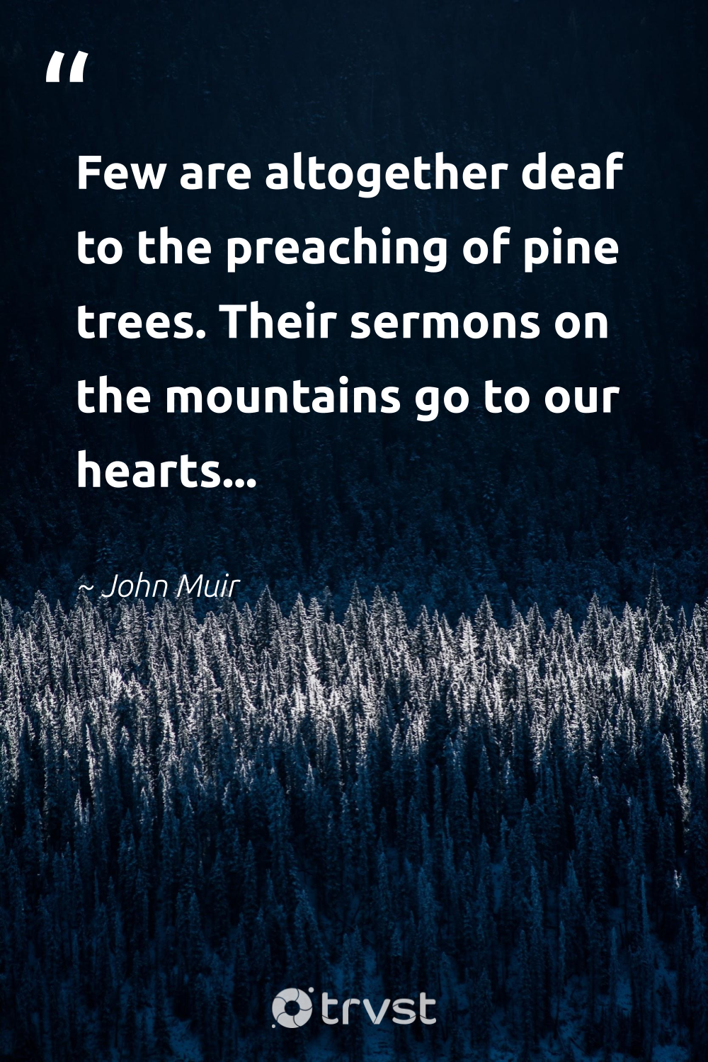 41 Pine Tree Quotes Inspiring Forest Walks Amongst the Trees