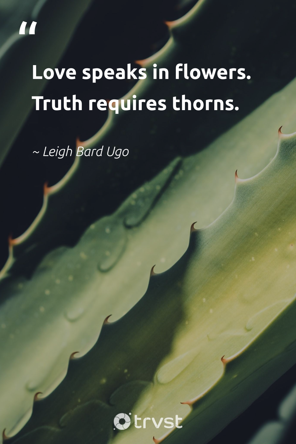 34 Cactus Quotes About Prickles and Resilience (2025)