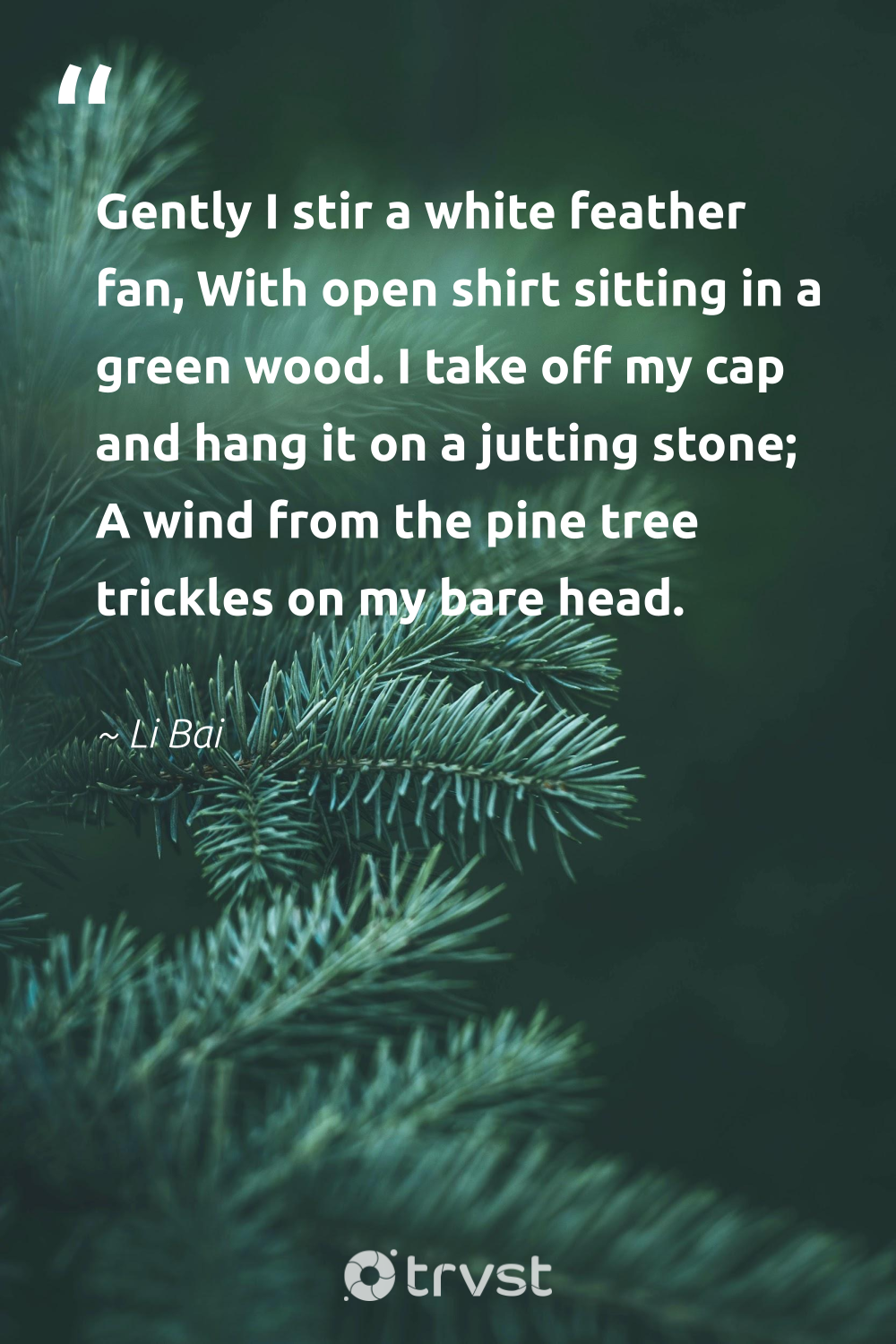41 Pine Tree Quotes Inspiring Forest Walks Amongst the Trees
