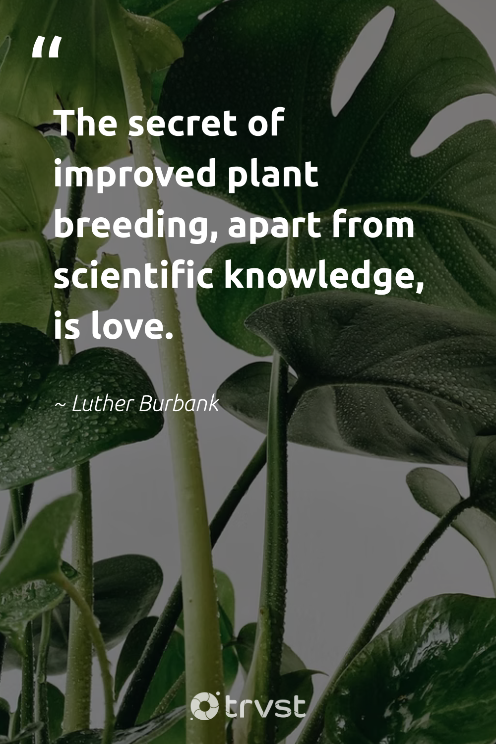 69 Plant Quotes to Inspire Your Green Thumb and Plant Love