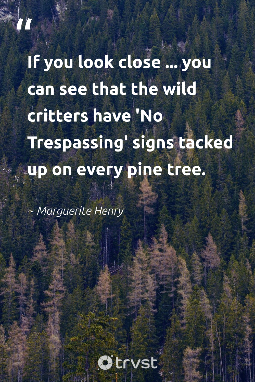 41 Pine Tree Quotes Inspiring Forest Walks Amongst the Trees