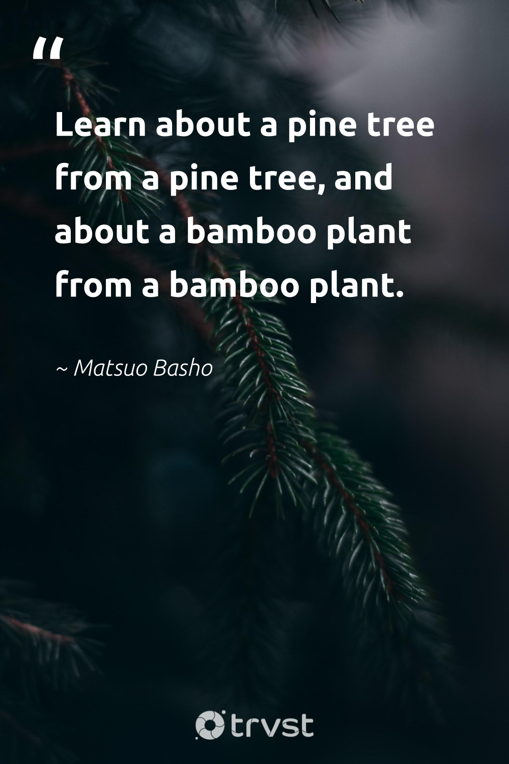 41 Pine Tree Quotes Inspiring Forest Walks Amongst the Trees