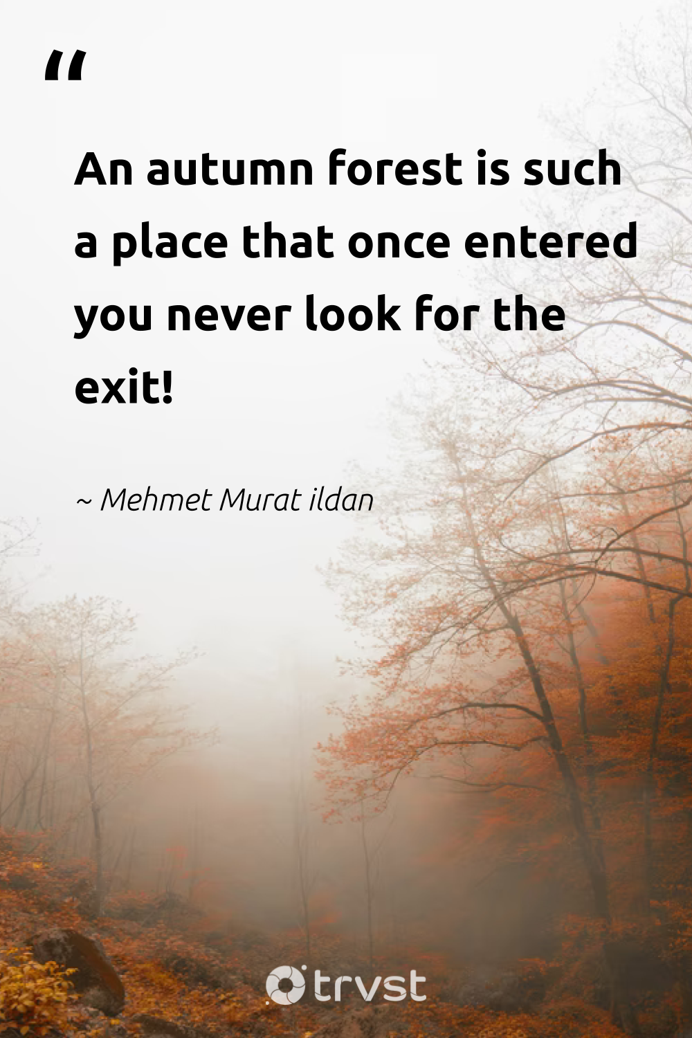 83 Forest Quotes For Outdoor Adventure and Conservation (2025)