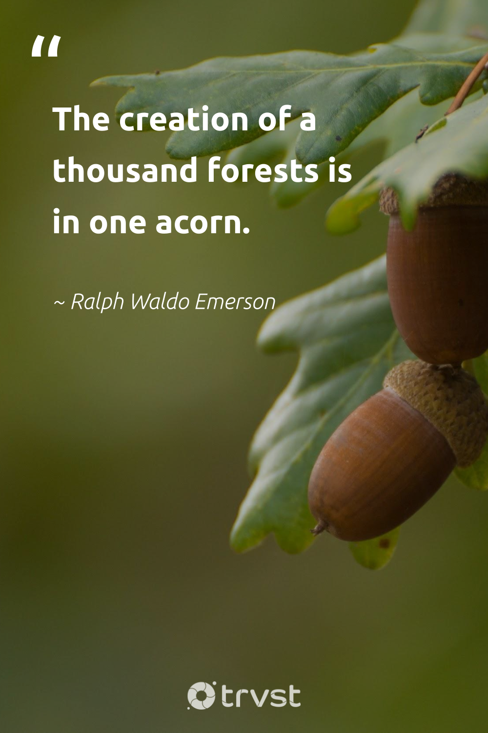 83 Forest Quotes For Outdoor Adventure and Conservation (2025)