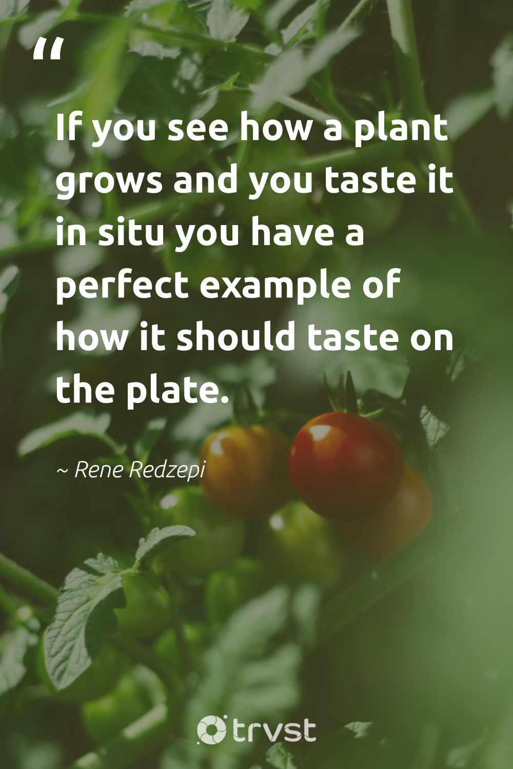 69 Plant Quotes to Inspire Your Green Thumb and Plant Love