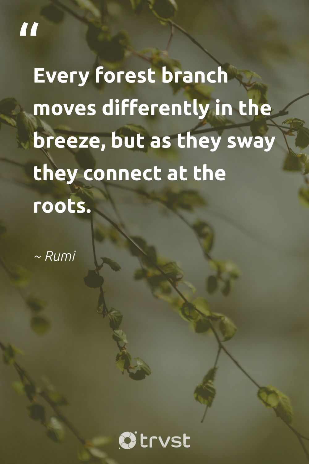 83 Forest Quotes For Outdoor Adventure and Conservation (2025)