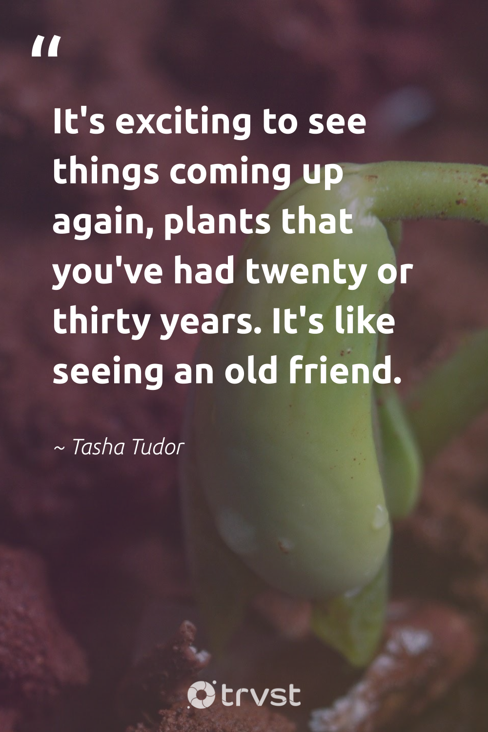 69 Plant Quotes to Inspire Your Green Thumb and Plant Love
