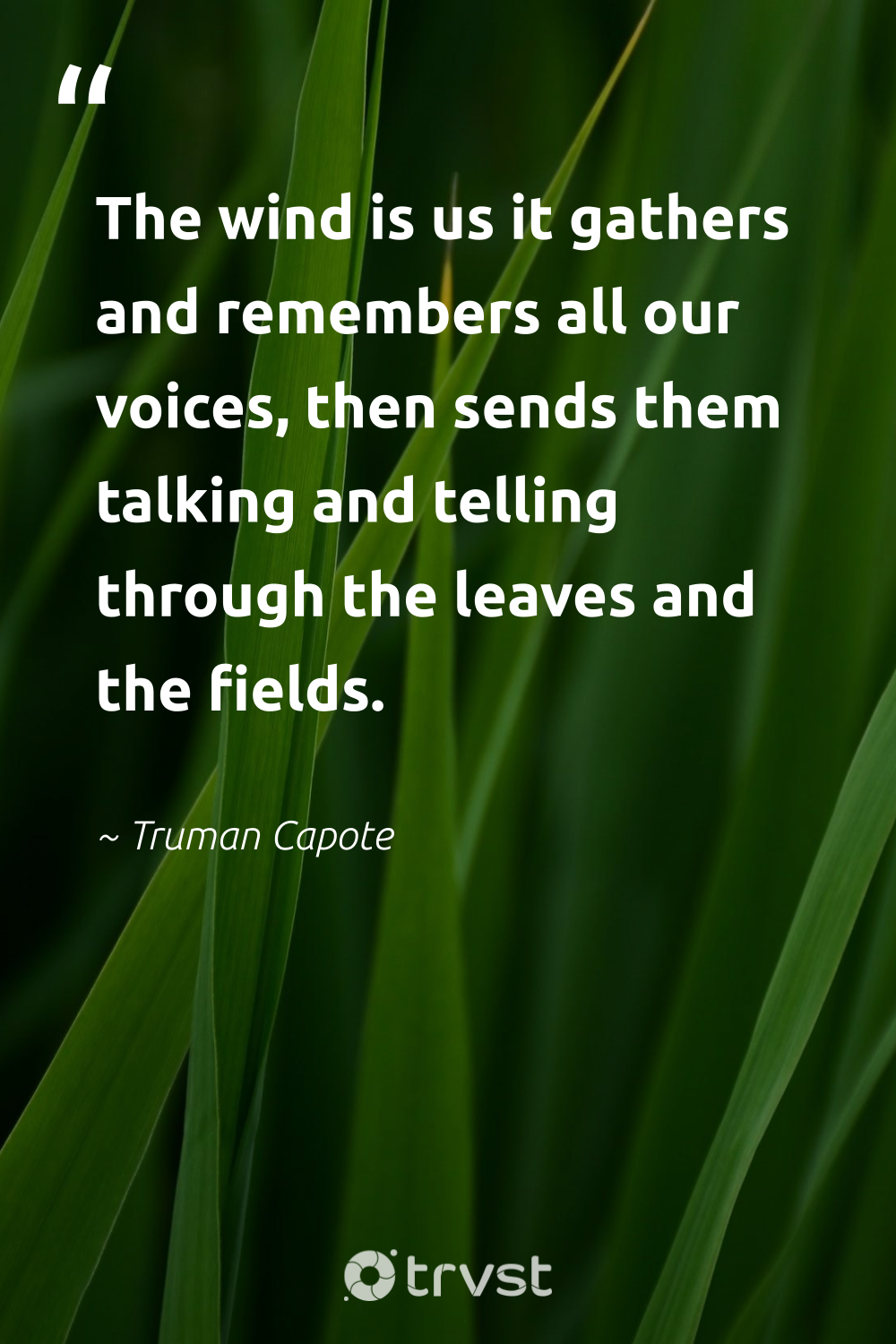 72 Wind Quotes About Brisk Days and Windy Moments (2025)