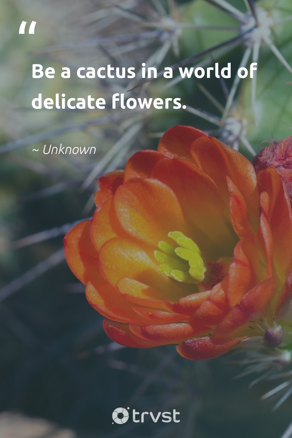 34 Cactus Quotes About Prickles and Resilience (2025)