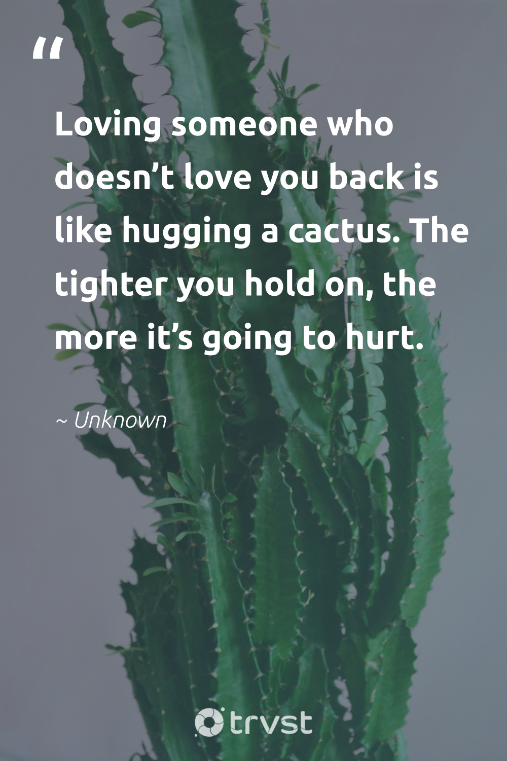 34 Cactus Quotes About Prickles and Resilience (2025)