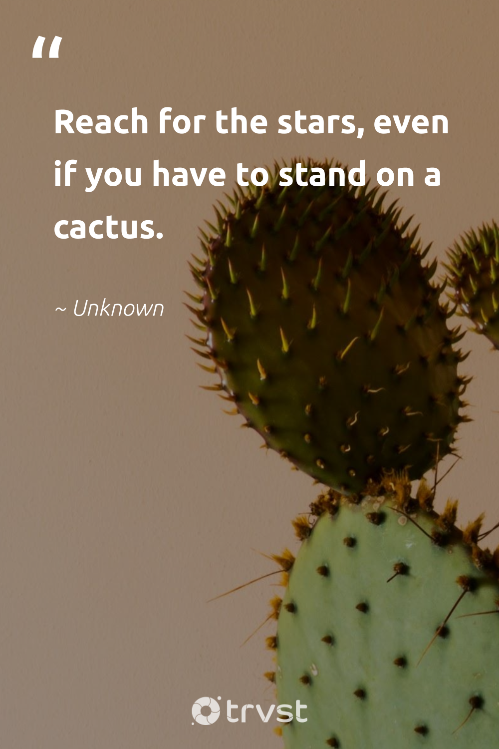 34 Cactus Quotes About Prickles and Resilience (2025)