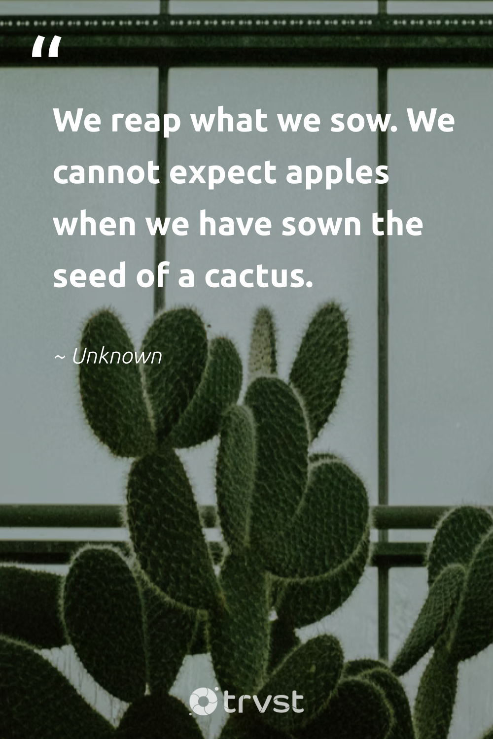 34 Cactus Quotes About Prickles and Resilience (2025)
