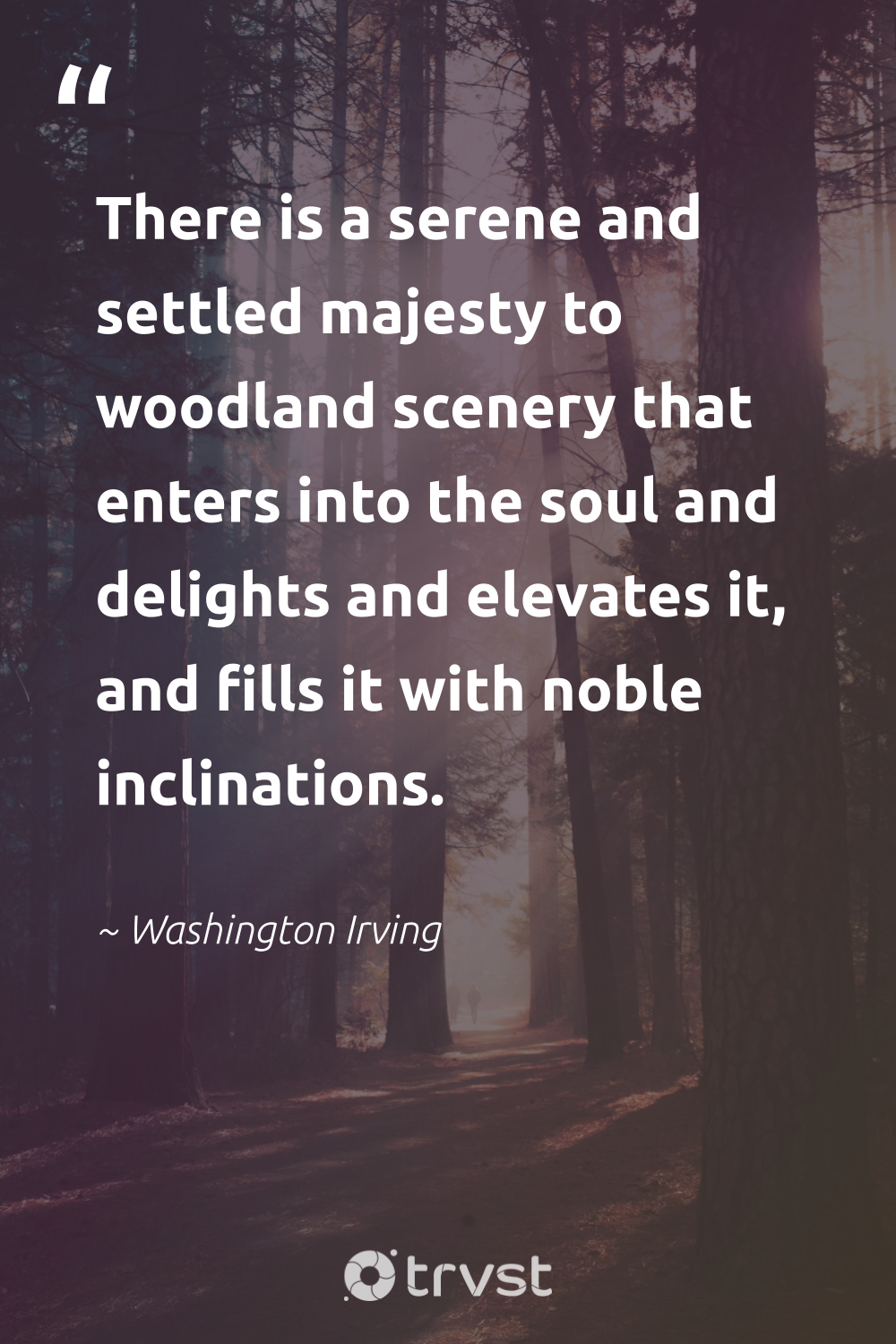 83 Forest Quotes For Outdoor Adventure and Conservation (2025)