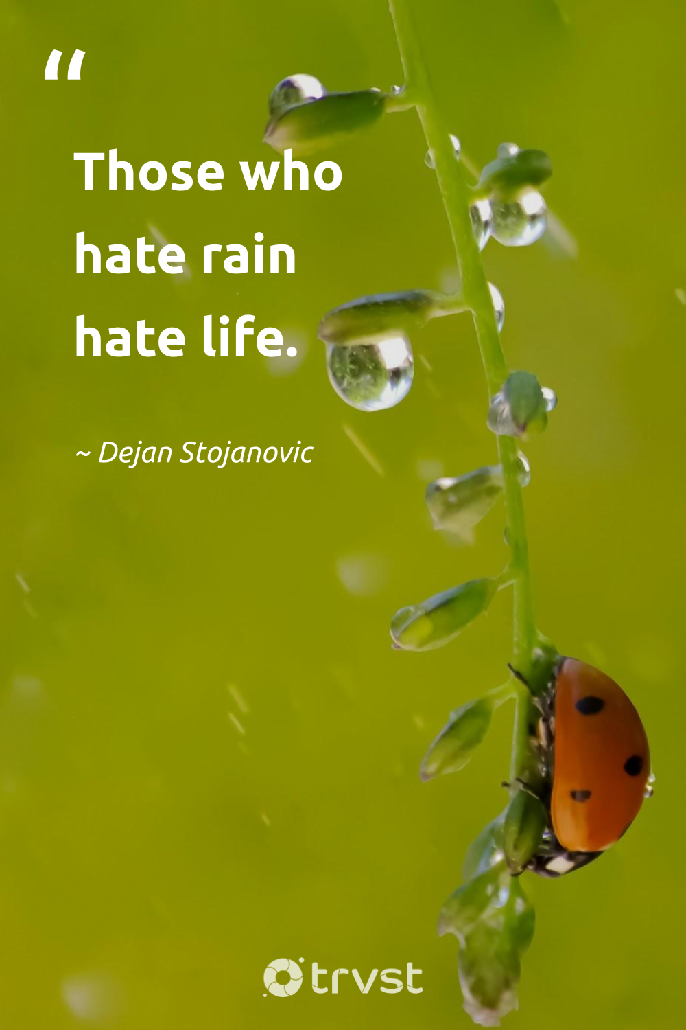 108 Inspiring Rain Quotes To Uplift You On Gloomy Days (2024)
