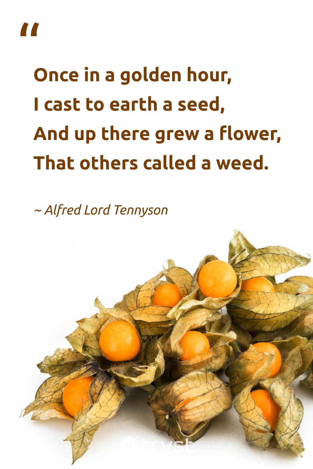 38 Seed Quotes to Inspire Growth, Patience and Resilience (2025)